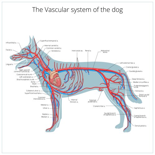 Arterial circulatory system of the dog Royalty Free Vector