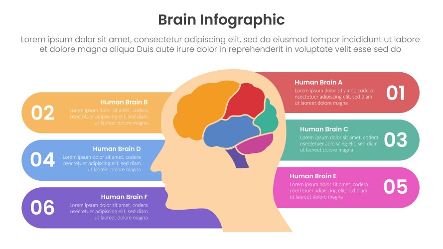 Human brain infographic template banner Royalty Free Vector