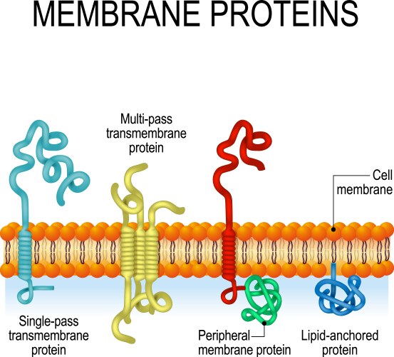 Cell membrane Royalty Free Vector Image - VectorStock