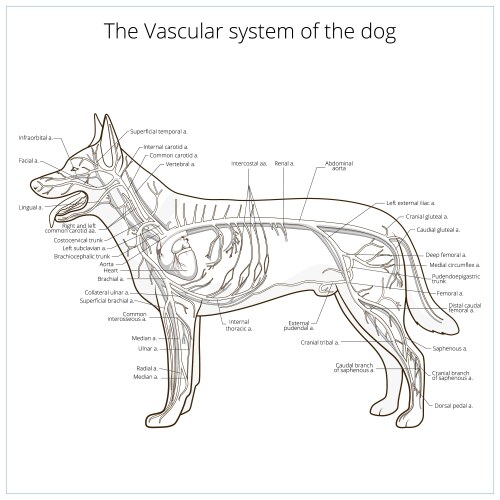 Arterial circulatory system of the dog Royalty Free Vector