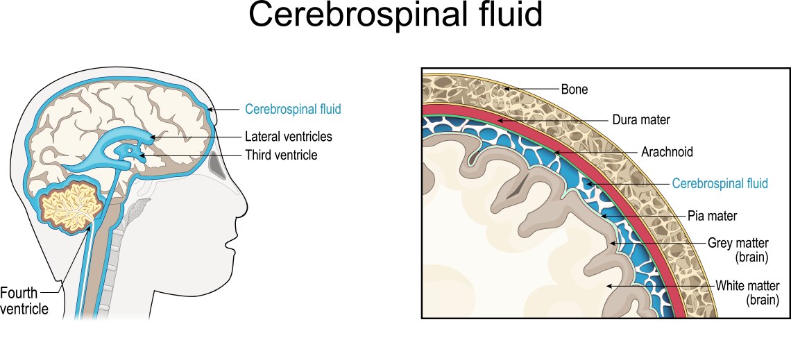 Spinal Cord Cross Section Vector Images (80)
