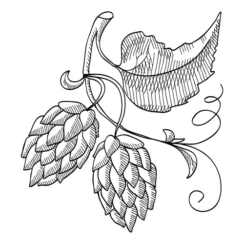 Decorative bush hop Royalty Free Vector Image - VectorStock