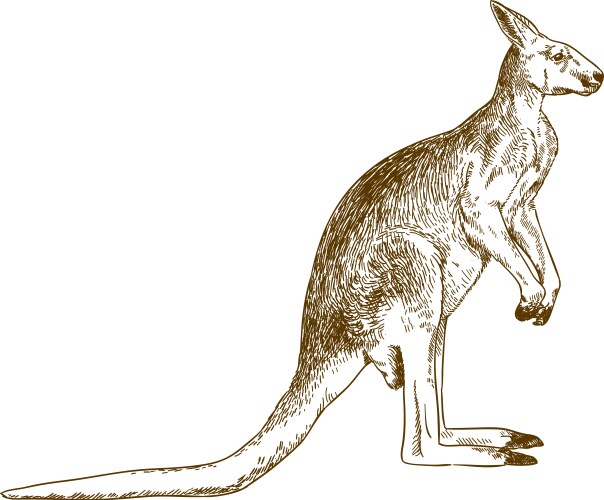 Wallaby Drawing Vector Images (over 1,200)