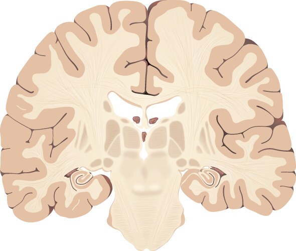 Brain cerebrum encephalon in section anatomical Vector Image