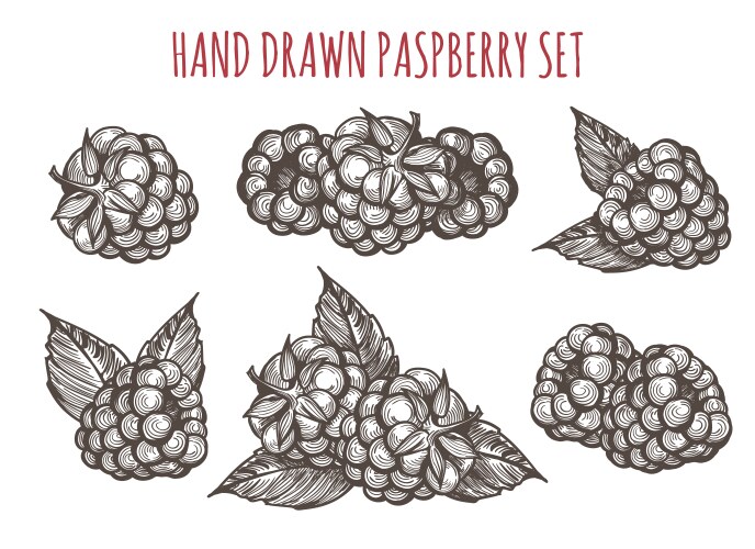 Raspberry seamless pattern drawing Royalty Free Vector Image