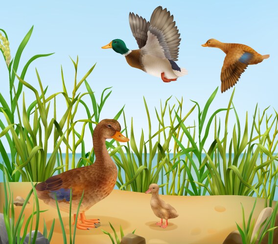 Ducks Vector Images (over 53,000)