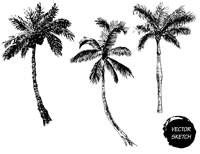 Palm Tree Drawing Vector Images (over 27,000)
