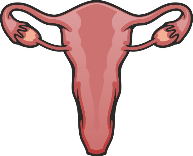 Female reproductive system Royalty Free Vector Image