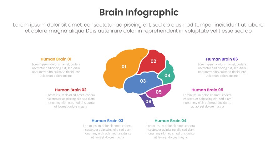 Human brain infographic template banner Royalty Free Vector