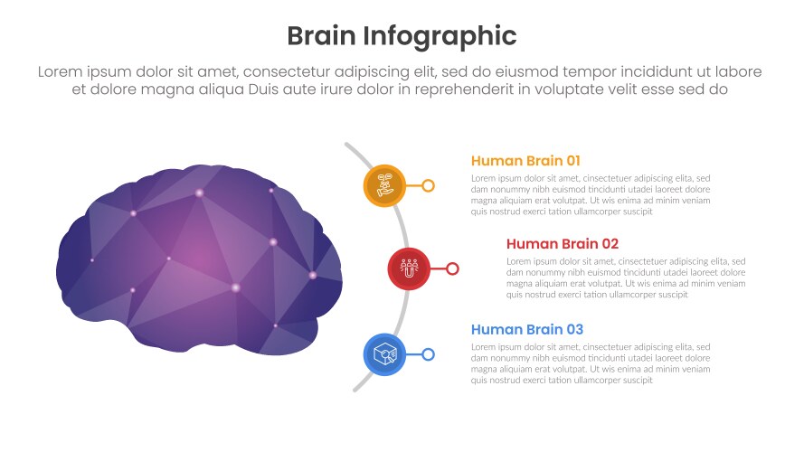 Human brain infographic template banner Royalty Free Vector