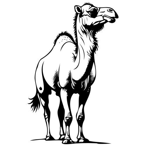 Camel Outline Vector Images (over 3,900)