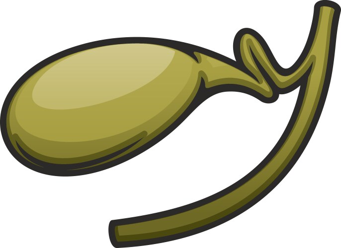 Human gallbladder cartoon icon Royalty Free Vector Image