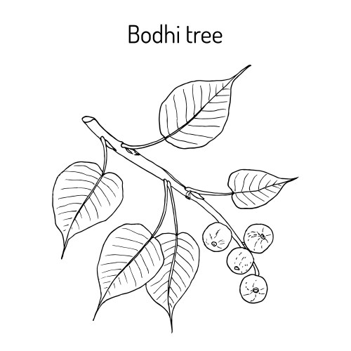 Ficus Religiosa Tattoos 1,047 Banyan Tree Leaves Stock Photos,