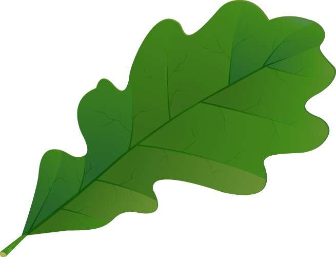Oak Leaf Vector Images (over 49,000)