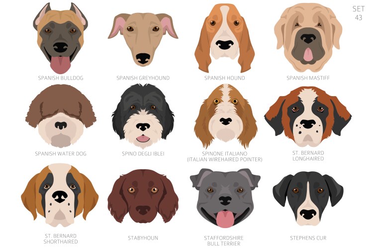 Dog head in alphabet order all breeds colour Vector Image
