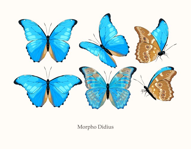 Morpho and monarchs Royalty Free Vector Image - VectorStock