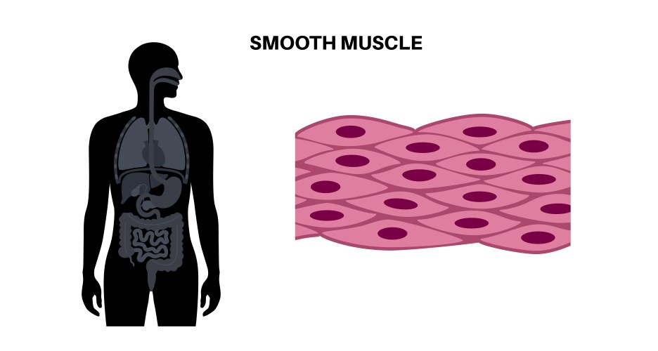 Smooth muscle tissue Royalty Free Vector Image