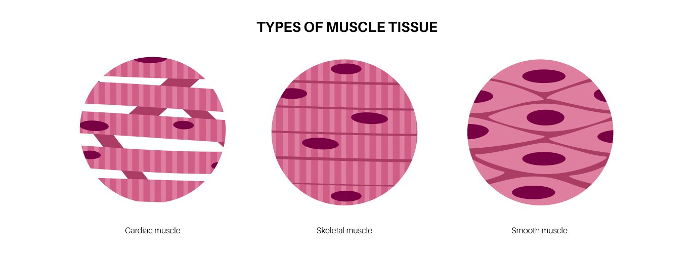 Human muscle tissues Royalty Free Vector Image