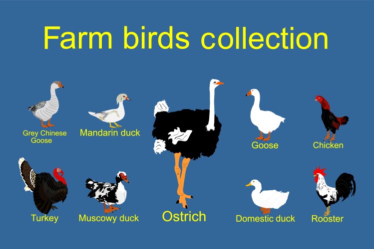 Farm fowl birds silhouette Royalty Free Vector Image