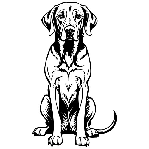 Drawing of bavarian mountain hound sitting Vector Image