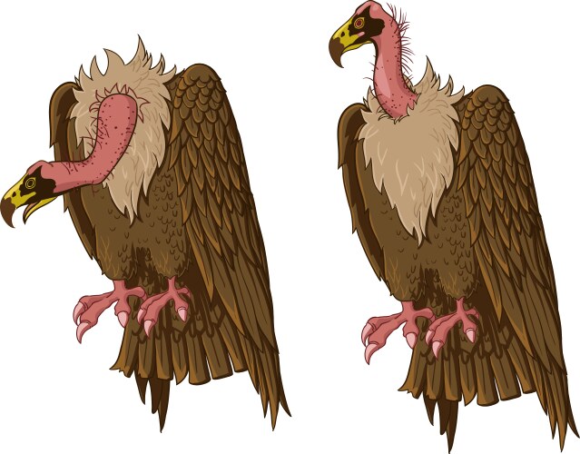 Vulture Vector Images (over 3,400)