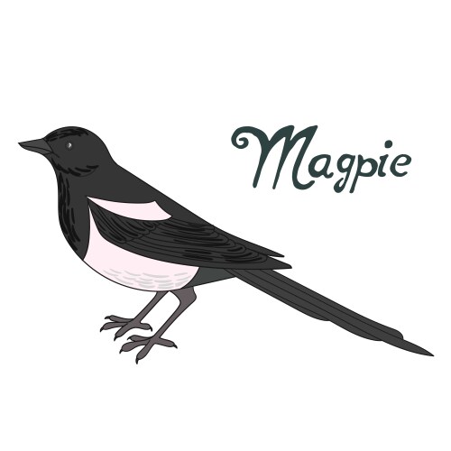 Magpie Vector Images (over 1,500)