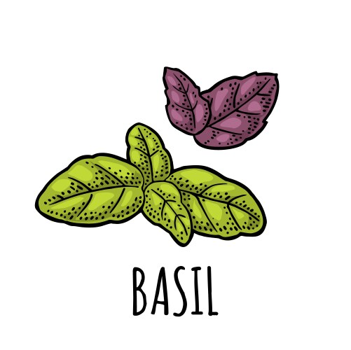 Flat cartoon sketch hand drawn basil leaves Vector Image