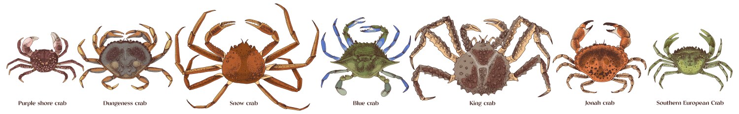 Edible types of crabs Royalty Free Vector Image