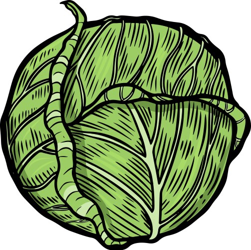 Nappa cabbage line drawing Royalty Free Vector Image