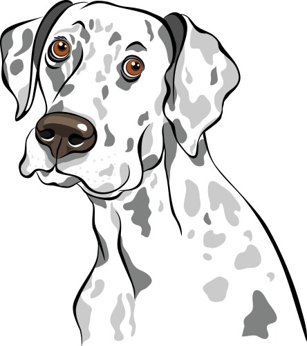 Baby dalmatian dog breed Royalty Free Vector Image