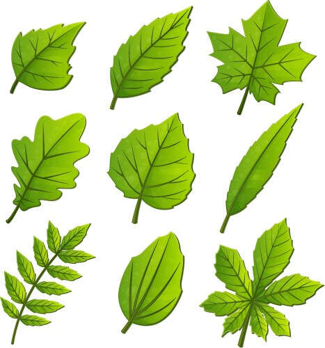 Set of spring leaves watercolor Royalty Free Vector Image