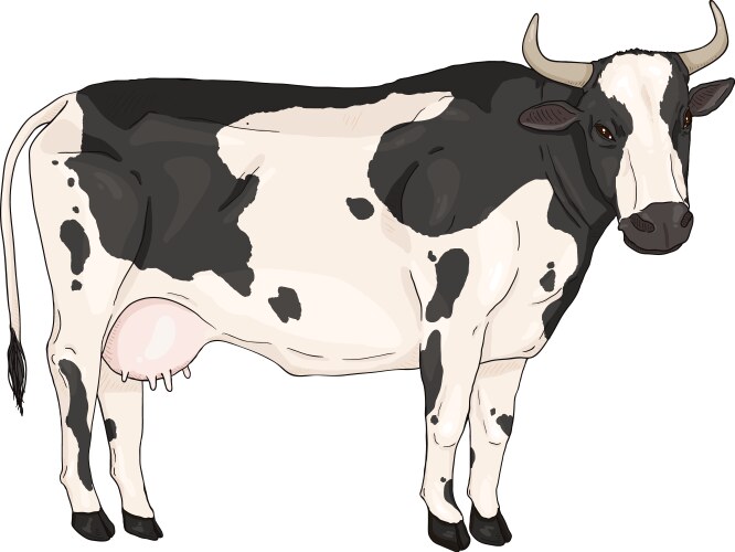 Black and white spotty cow Royalty Free Vector Image