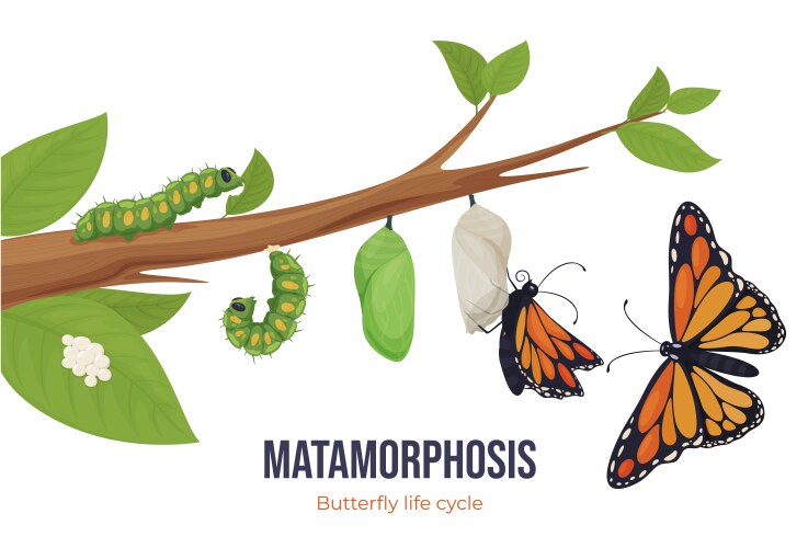 Butterfly Life Cycle Vector Images (over 940)