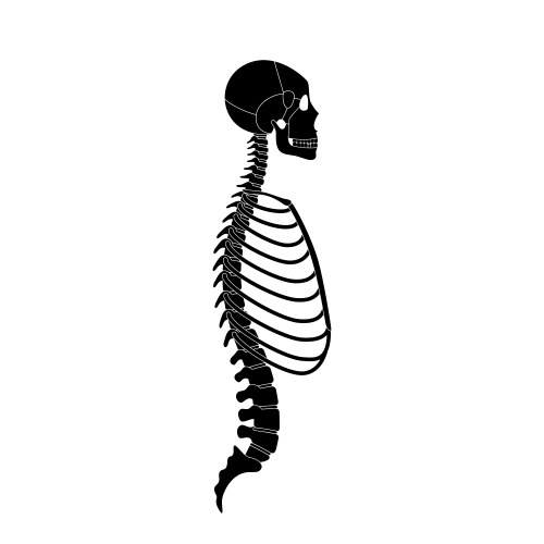 Human Body Side View Vector Images (over 2,600)