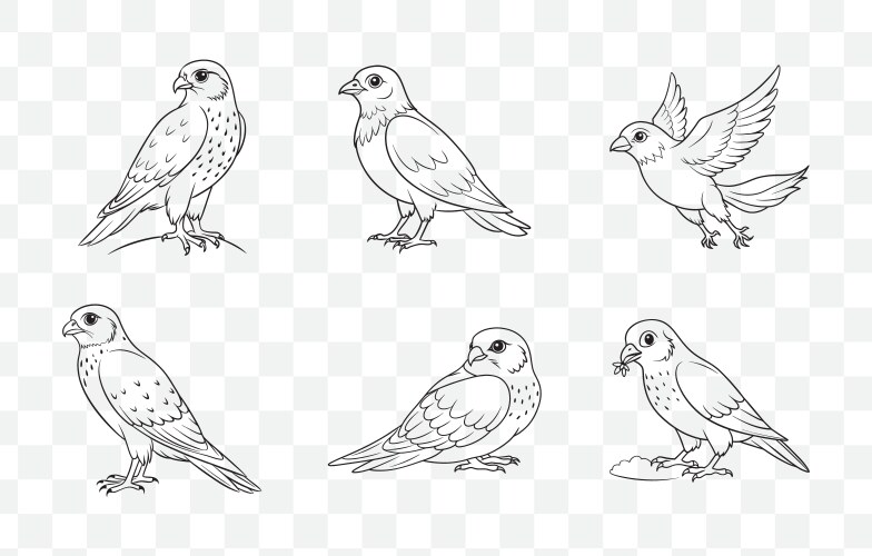Bird Anatomy Vector Images (over 890)