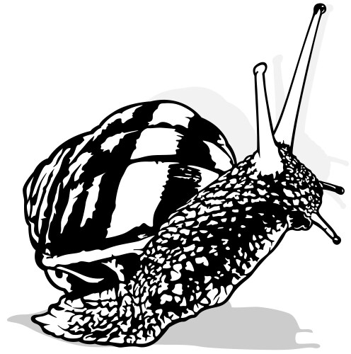 Snail Outline Vector Images (over 4,500)