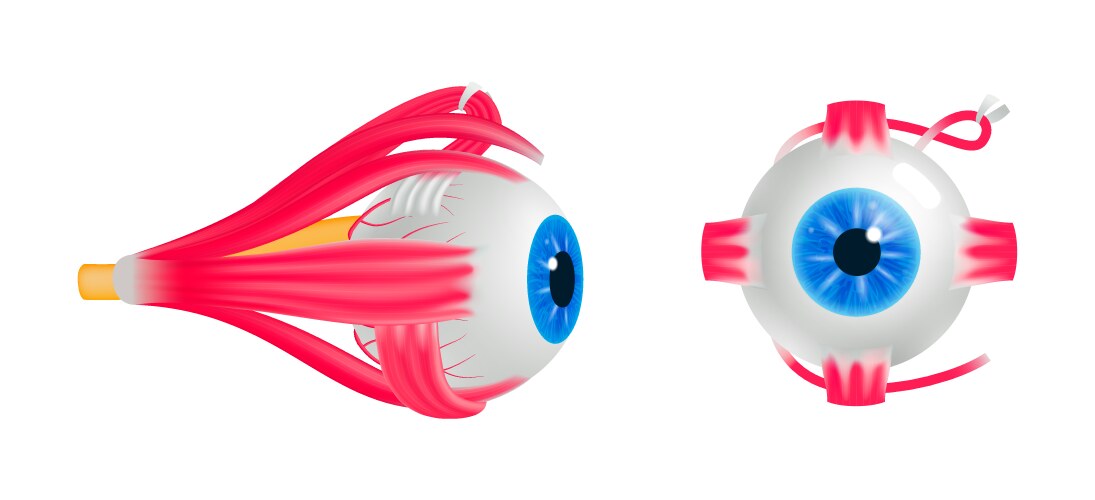 Eye Eyeball Vector Images (over 31,000)