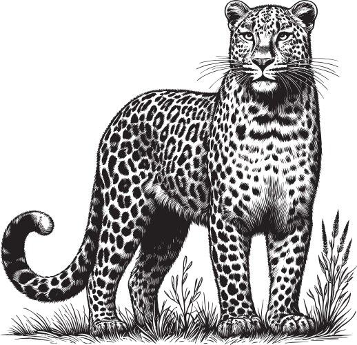 Leopard Vector Images (over 44,000)
