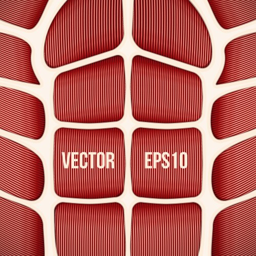 Deltoid Muscle Vector Images (over 1,100)