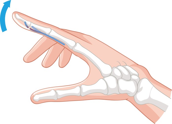 Finger Vector Images (over 330,000)