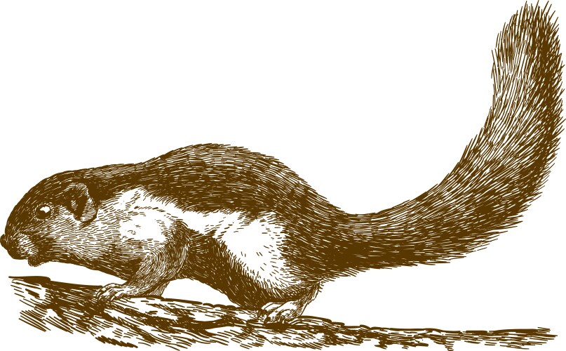 Engraving eastern gray squirrel Royalty Free Vector Image