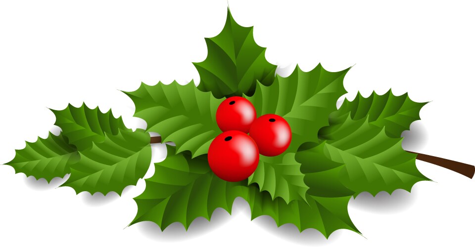 Christmas holly tree branch realistic Royalty Free Vector