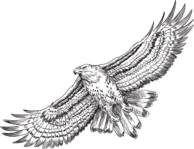 Flying Hawk Drawing