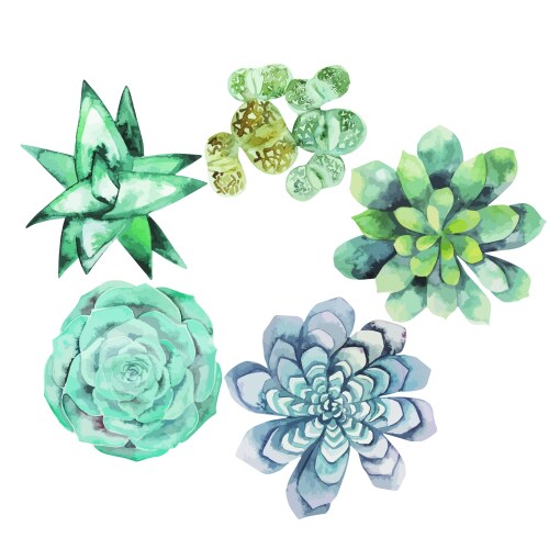 Succulent Vector Images (over 48,000)