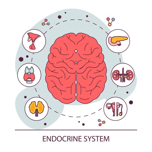 Human Endocrine System Vector Images (over 2,500)
