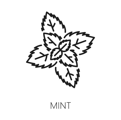 Peppermint Vector Images (over 10,000)