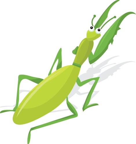 Praying Mantis Green Vector Images (over 360)