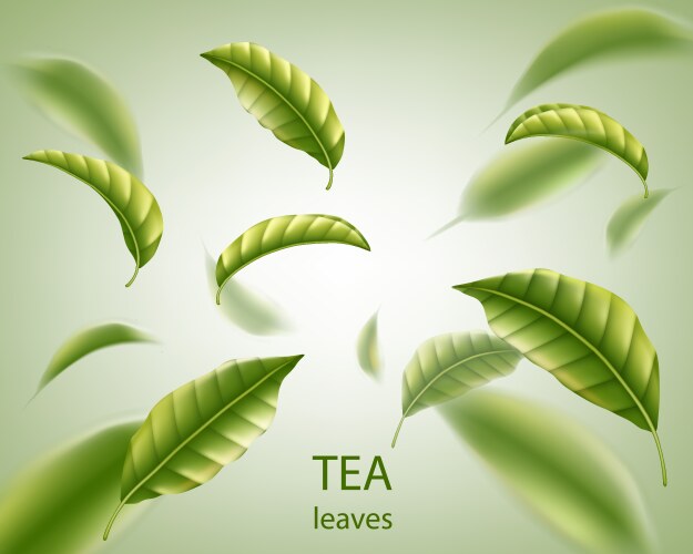 Tea Leaves Vector Images (over 19,000)