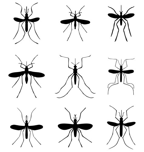 Mosquito Vector Images (over 16,000)