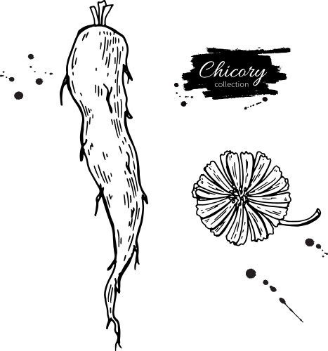 Chicory flower superfood drawing isolated Vector Image